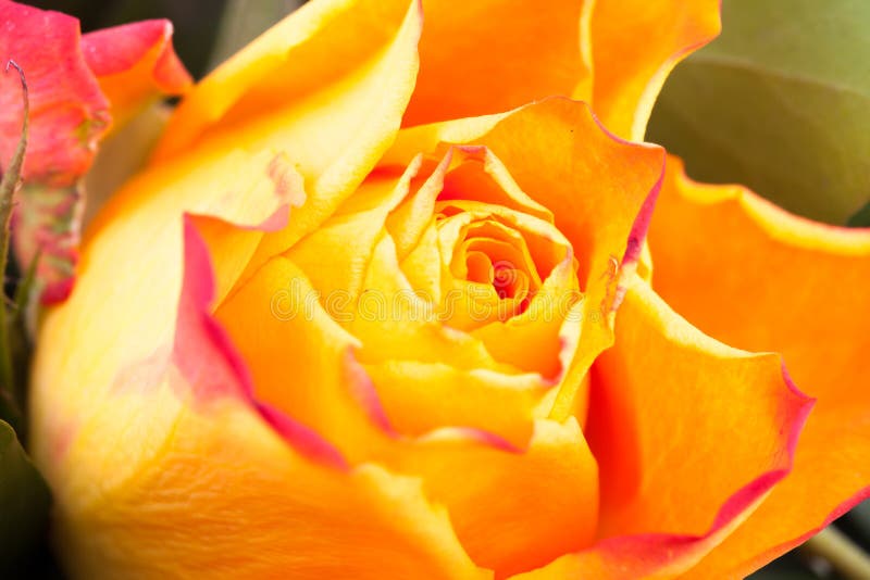Beautiful Flower Macro Shooting in Studio Stock Photo - Image of nature ...
