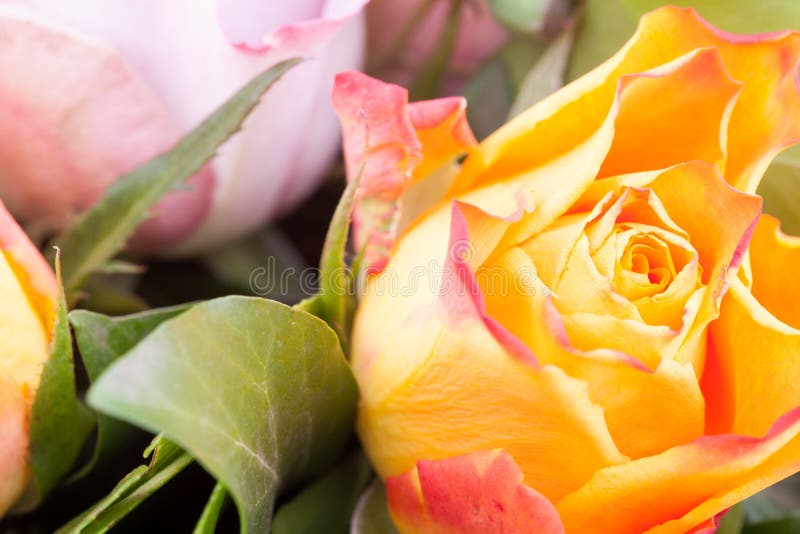 Beautiful Flower Macro Shooting in Studio Stock Image - Image of floral ...