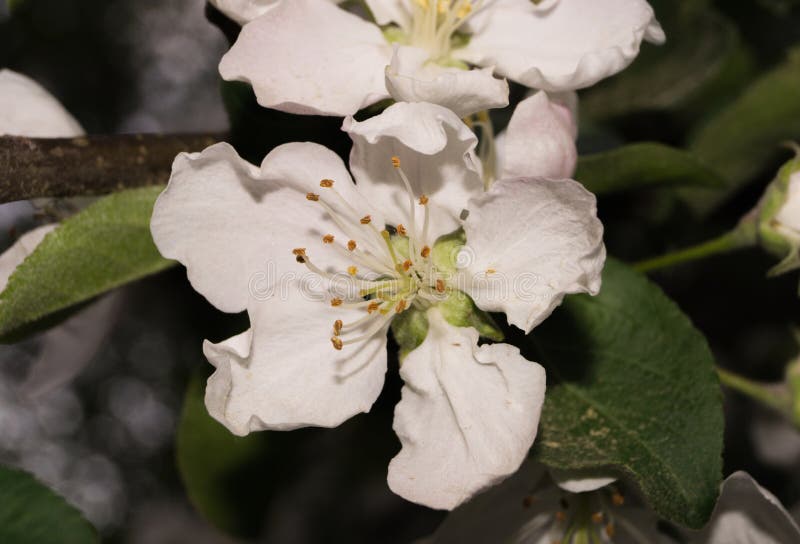 Beautiful Flower of Malus Sylvestris Stock Image - Image of apple ...