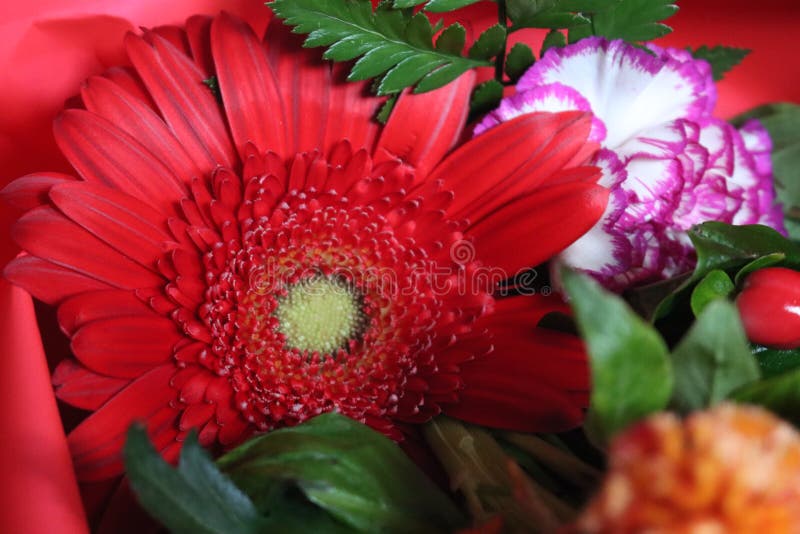 Beautiful Flower Master with Natural Bright Colors Aroma Gift Stock ...