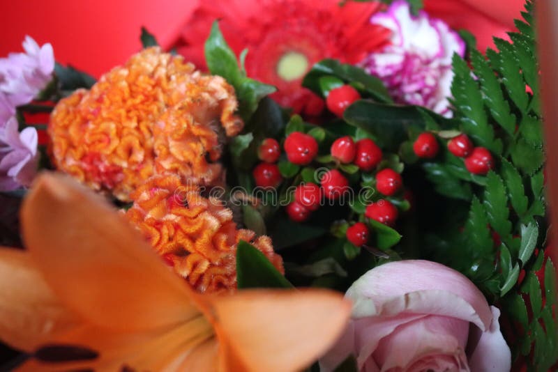 Beautiful Flower Master with Natural Bright Colors Aroma Gift Stock ...