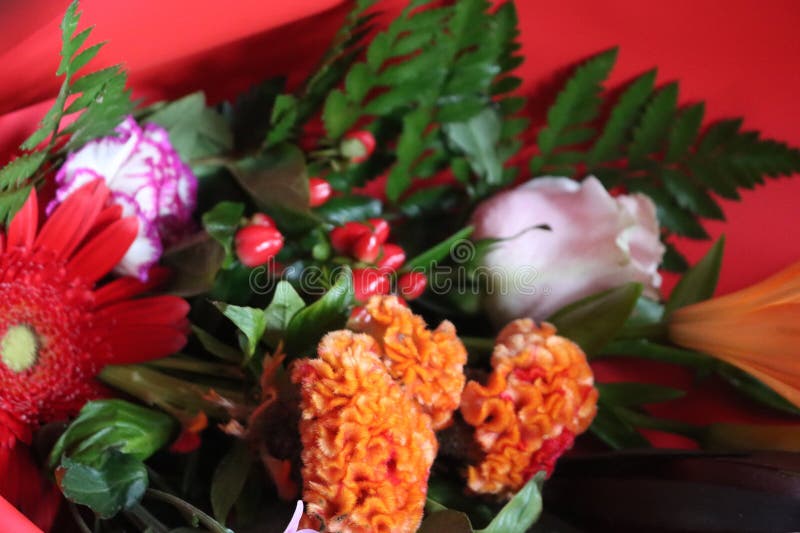 Beautiful Flower Master with Natural Bright Colors Aroma Gift Stock ...