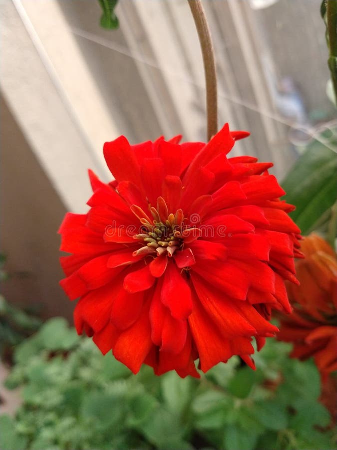 Beautiful flower monsoon stock photo. Image of bouquet - 195072246