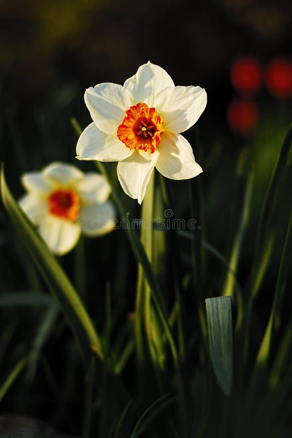 Narcis stock photo. Image of bloom, color, narcis, focus - 102341360