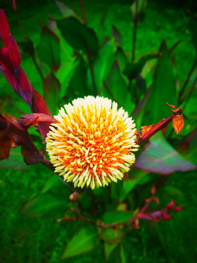 This is a Beautiful Flower Natura Smile with the Colourfull Flower ...