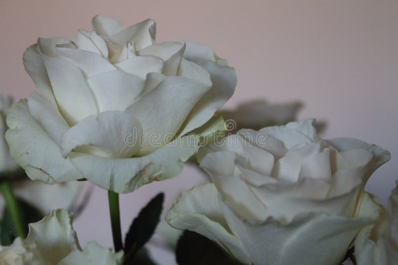 Beautiful Flower of a Nice Color and a Pleasant Color Stock Image ...