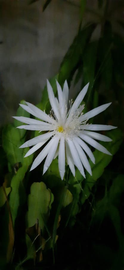 Beautiful Flower at Night Every Bloom Stock Image - Image of nature ...