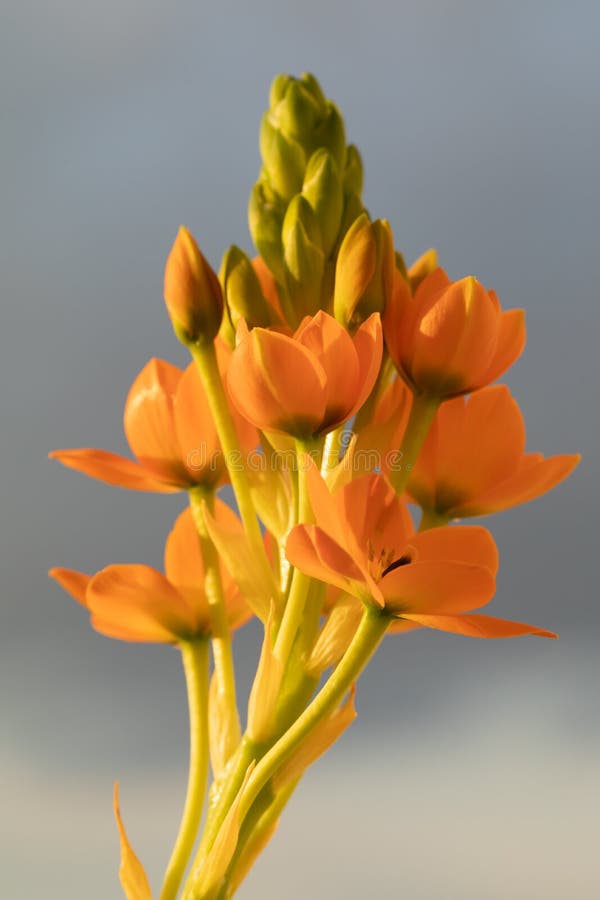 Beautiful Flower with Orange Buds. Blooming Flower on a Natural ...