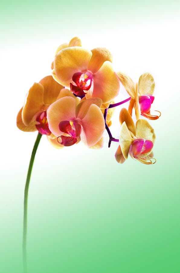 Beautiful flower Orchid stock image. Image of floral - 37179933