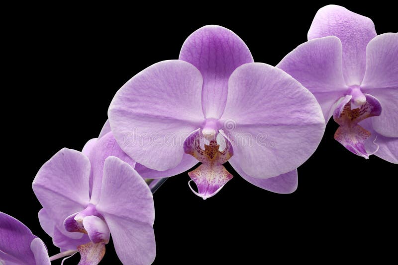 Beautiful Flower Orchid, Blue Phalaenopsis on Black. Stock Image ...