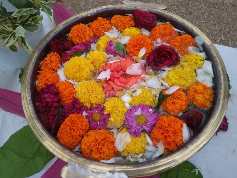 Beautiful Flower in the Pan Stock Photo - Image of orange, flower ...
