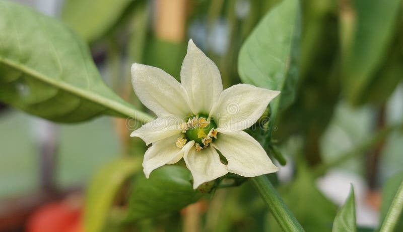 Flower of paprika stock image. Image of flower, paprika - 261035249