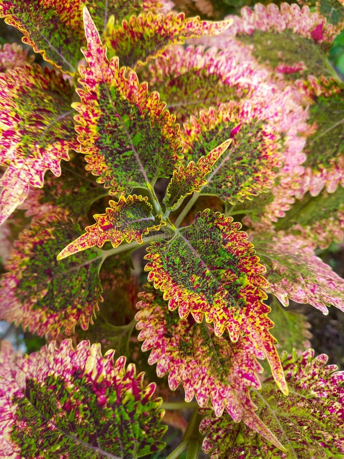 Beautiful Flower Pattern, with Color Combination Stock Photo - Image of ...