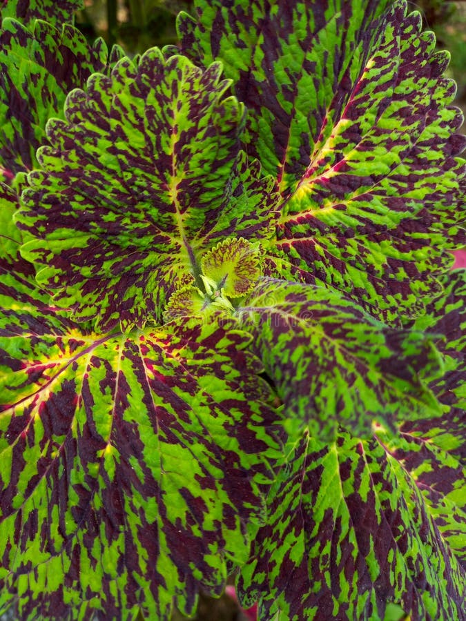 Beautiful Flower Pattern, with Color Combination Stock Image - Image of ...