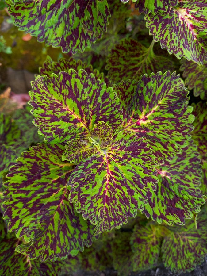 Beautiful Flower Pattern, with Color Combination Stock Photo - Image of ...