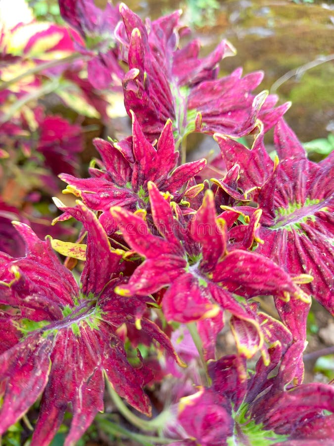 Beautiful Flower Pattern, with Color Combination, Yellow and Pink ...