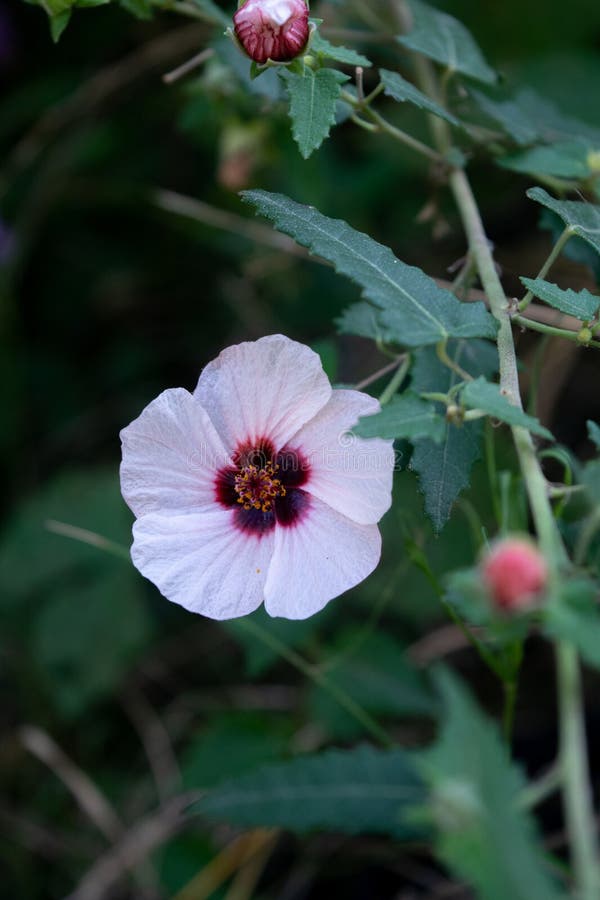 Beautiful Flower of a Pavonia Hastata Stock Image - Image of spearleaf ...