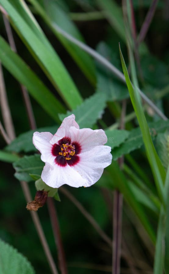 Beautiful Flower of a Pavonia Hastata Stock Photo - Image of pavonia ...