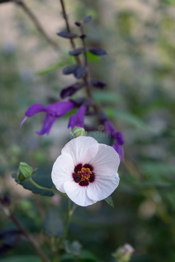 Beautiful Flower of a Pavonia Hastata Stock Photo - Image of pavonia ...