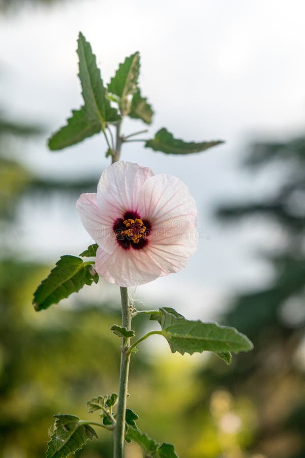 Pavonia Hastata Stock Photos - Free & Royalty-Free Stock Photos from ...