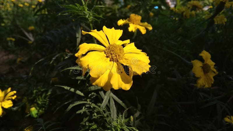 Beautiful Flower Photography 2 Stock Photo - Image of flower, beautiful ...