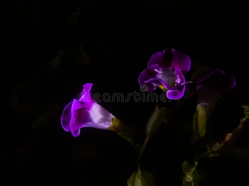 Beautiful Flower Photoshoot at Night Stock Image - Image of flower ...
