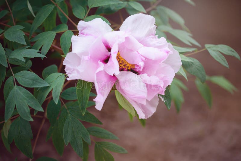 Beautiful Flower Pi-meson in a Park Stock Image - Image of leaves ...