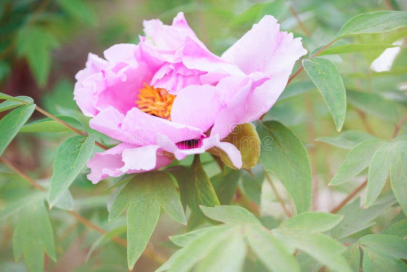 Beautiful Flower Pi-meson in a Park Stock Image - Image of garden ...