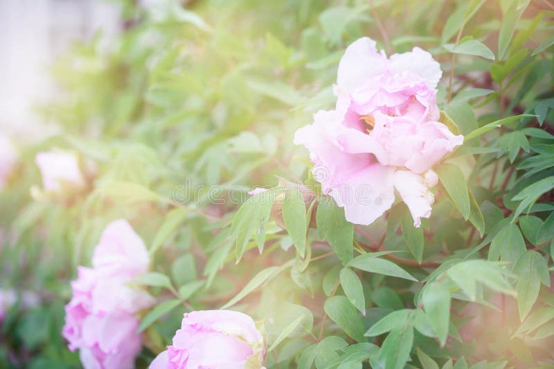 Beautiful Flower Pi-meson in a Park Stock Photo - Image of beauty ...