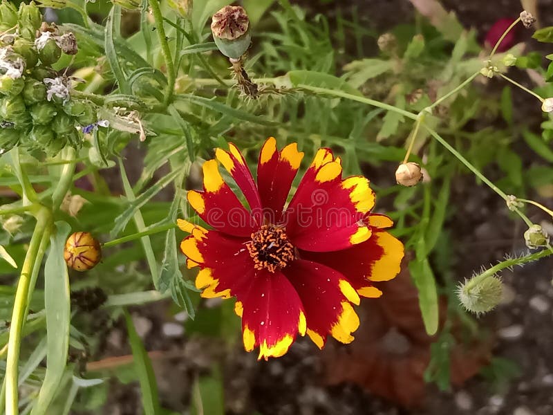 Beautiful flower stock image. Image of lakeside, flower - 153593969