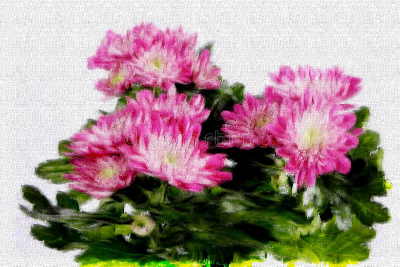 Beautiful Flower Pictures on a White Background Stock Illustration ...