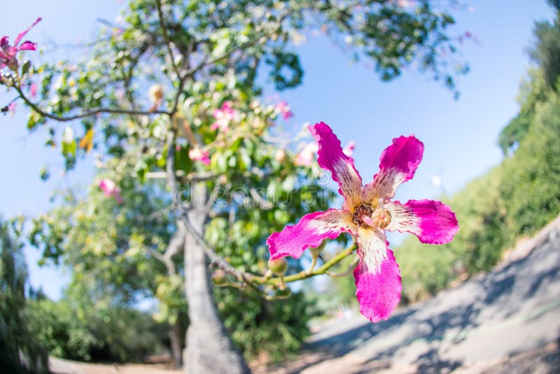 A Beautiful Flower on a Pink Silk-floss Tree Stock Photo - Image of ...
