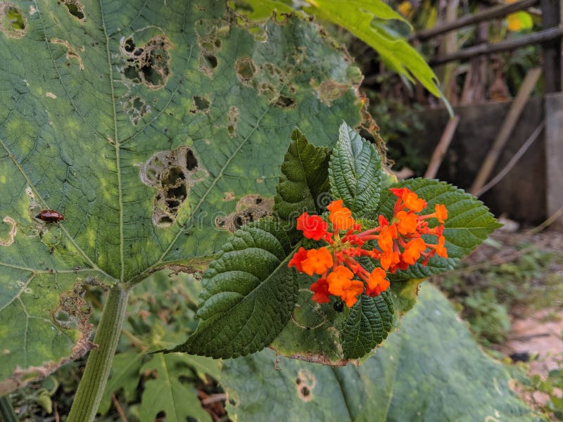 A Beautiful Flower Plant with Red Hash Characteristics Stock Photo ...
