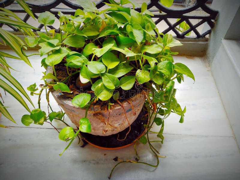 Beautiful show plants stock image. Image of beautiful - 137077677