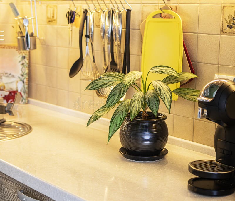 Beautiful Flower in a Pot on the Countertop in the Kitchen Stock Image ...