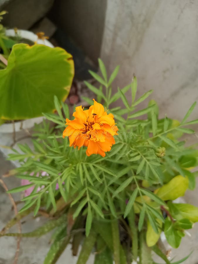Beautiful Flower in Pot , Green Leaf Stock Image - Image of leaf, herb ...