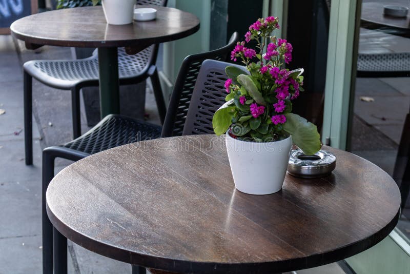 Beautiful flower in pot stock photo. Image of chair - 133665420