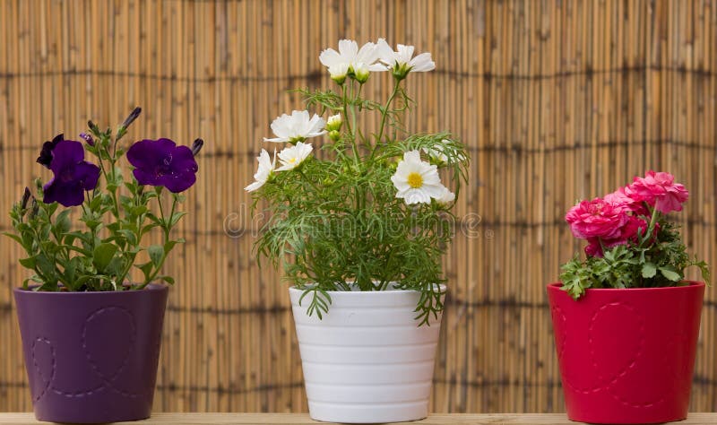 Beautiful Flower Pots stock photo. Image of petals, garden - 9174400