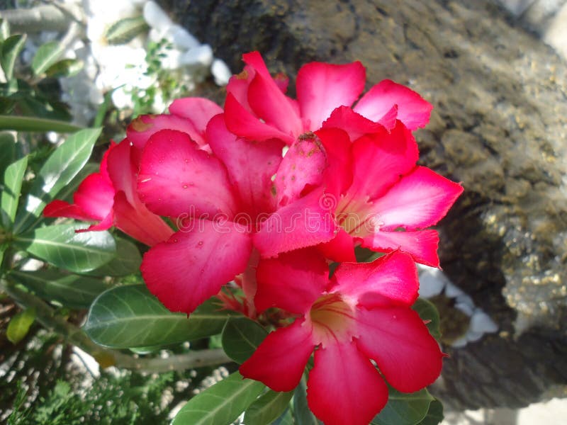 The Beautiful Flower, Protected by the Shade of the Tree., Stock Photo ...