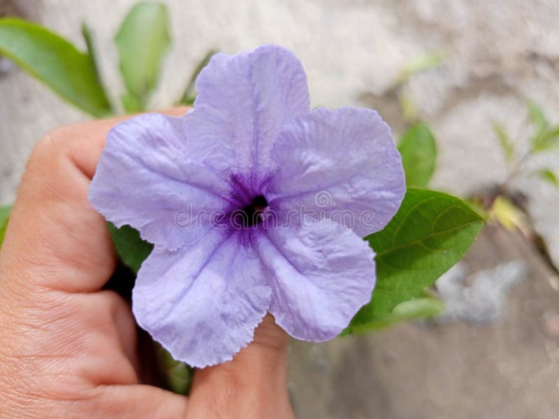 Beautiful Flower Purple in Hand for Wallpaper Stock Photo - Image of ...