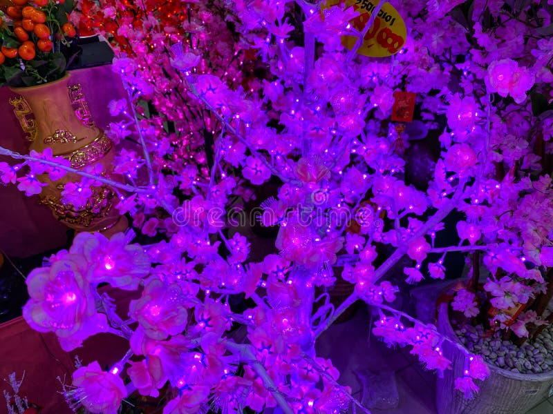 Beautiful Flower Purple Shoot Stock Image - Image of capture, flower ...