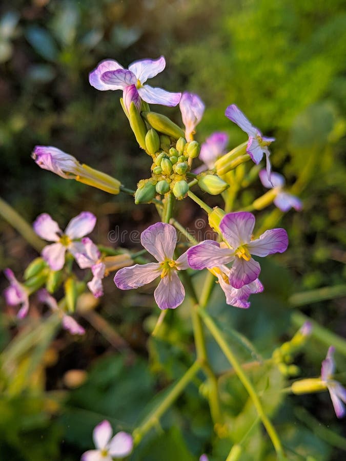 Beautiful Flower of Radish Plant Stock Photo - Image of meadow ...