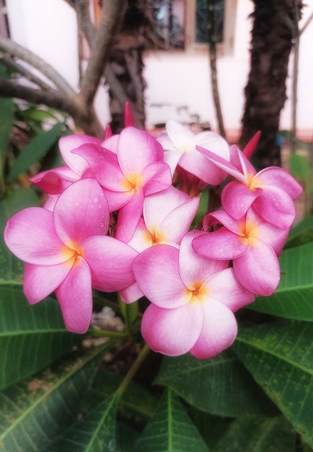 The Beautiful Flower after Rainfall Stock Image - Image of wildflower ...