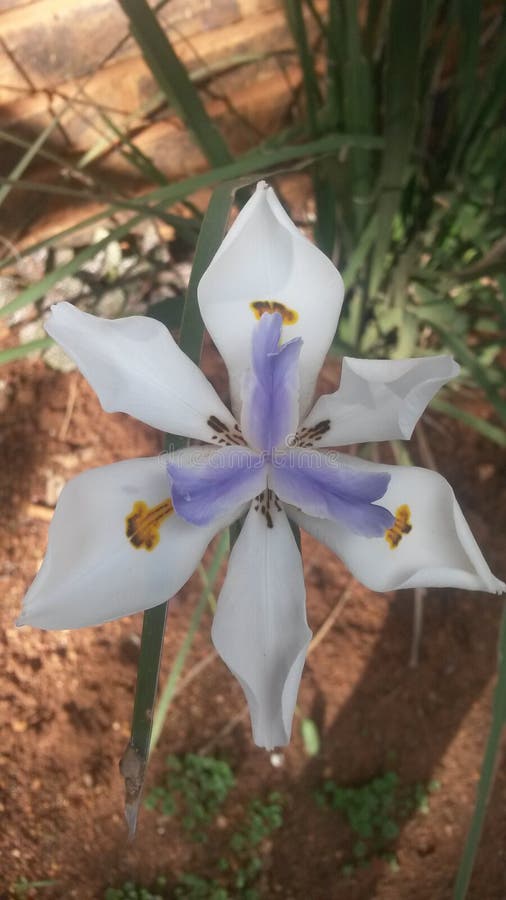 Flower Randvaal Stock Photos - Free & Royalty-Free Stock Photos from ...