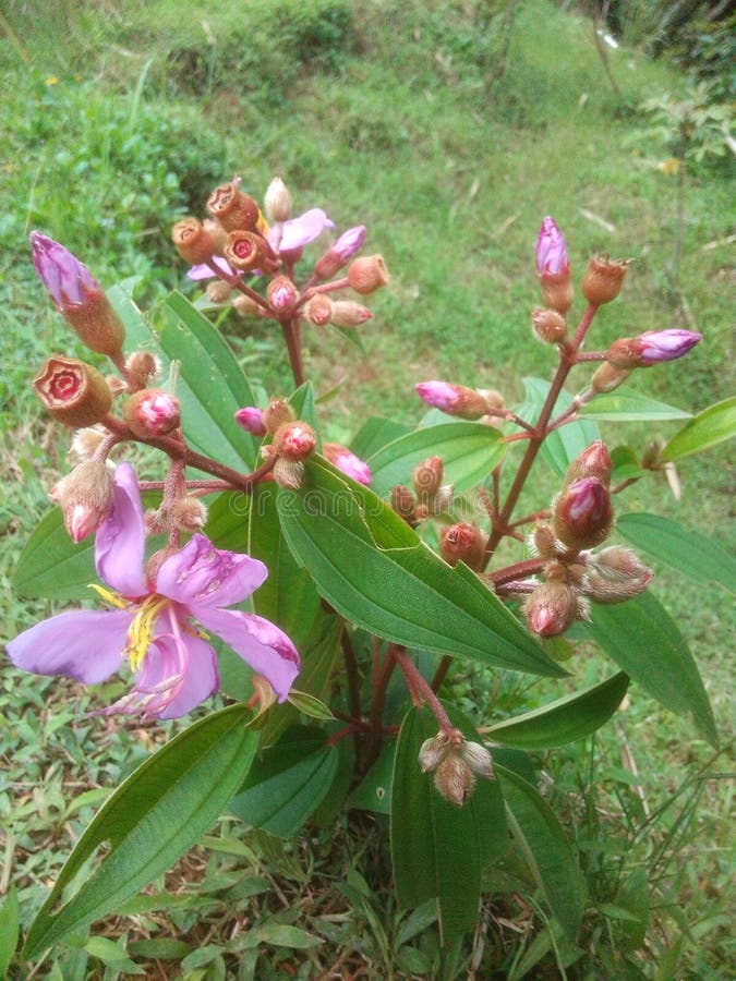 A Beautiful Flower that is Rarely Found Stock Photo - Image of river ...