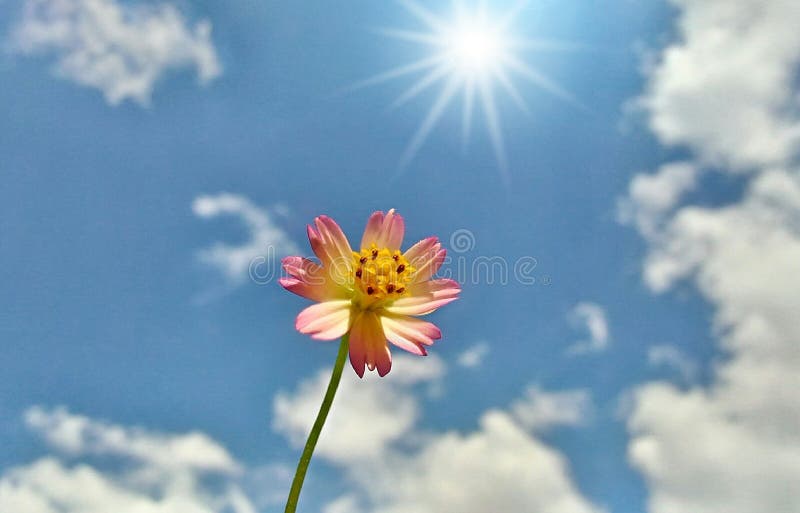 A beautiful flower stock photo. Image of sunshine, flower - 93009466
