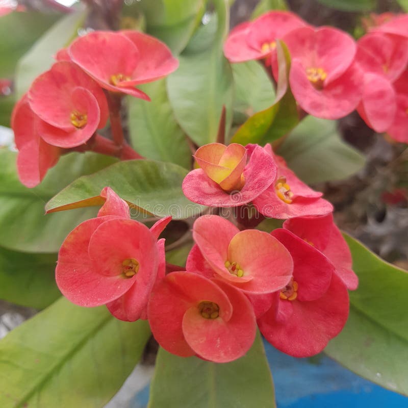 Beautiful flower Red color stock photo. Image of blossom - 174562312