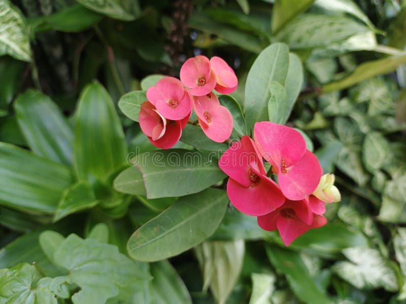 Beautiful Flower Red Colour Stock Image - Image of flower, coll: 373542203