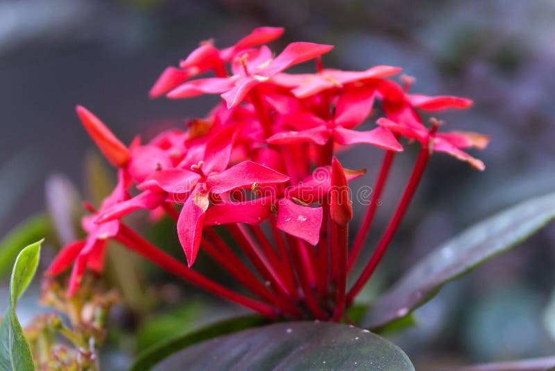 Beautiful Flower Red Colour Looking Amazing Stock Photo - Image of ...