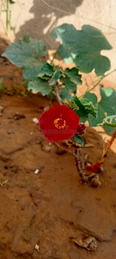 A Beautiful Flower of Red Hiccup Closeup Stock Image - Image of closeup ...